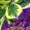 New Zealand Native Pictures